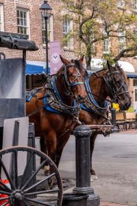 Carriage Tours of Savannah - Savannah City Market